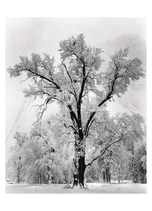 Ansel Adams Holiday Cards