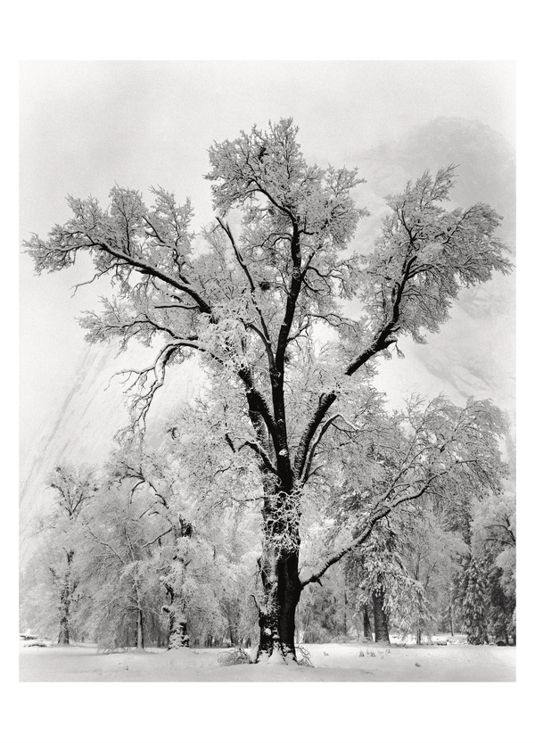 Ansel Adams Holiday Cards