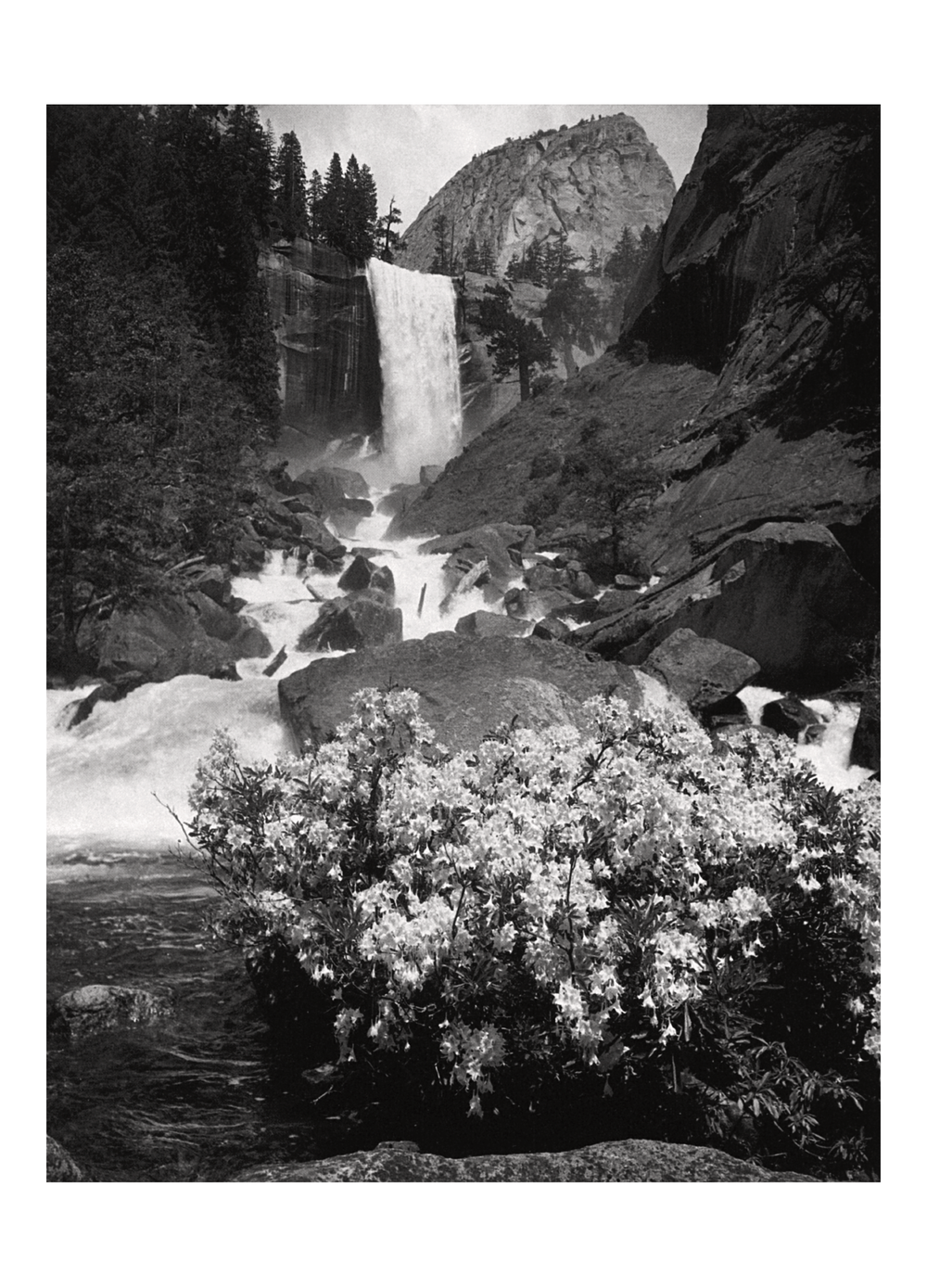 VERNAL FALL, AZALEAS - ANSEL ADAMS NOTE CARD